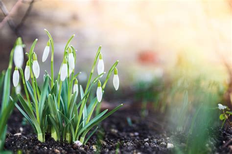 Trucs et astuces pour préparer votre jardin au printemps
