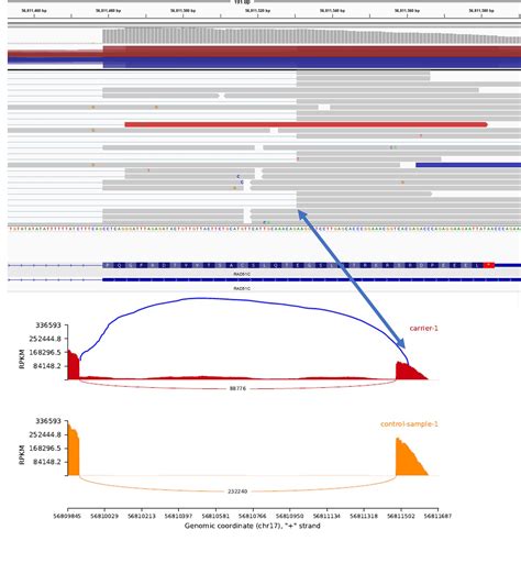 Missing Junction On A Plot · Issue 57 · Xinglab Rmats2sashimiplot · Github