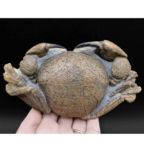 Fossils For Sale Fossils Miocene Fossil Crab From New Zealand Tumidocarcinus Gigateus