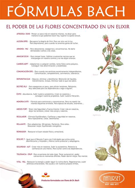 Cómo Hacer Flores De Bach Maripo