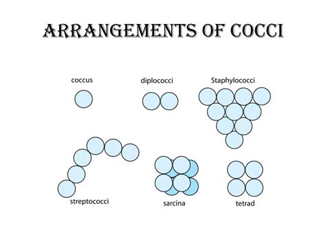 Staphylococcus PDF