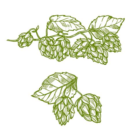 Premium Vector Hops Plant Sketch For Food And Drinks Design