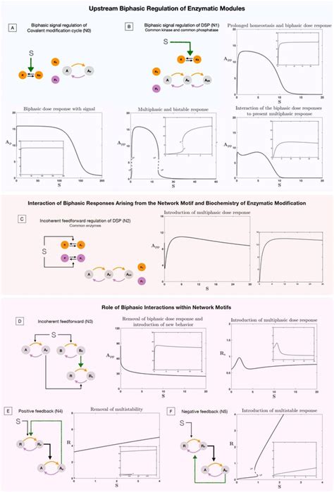 A Unified Approach To Dissecting Biphasic Responses In Cell Signaling