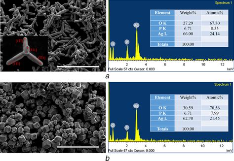 Sem Images And Eds Spectra Of A Tetrapod‐like Ag3po4 Microparticles B Download Scientific
