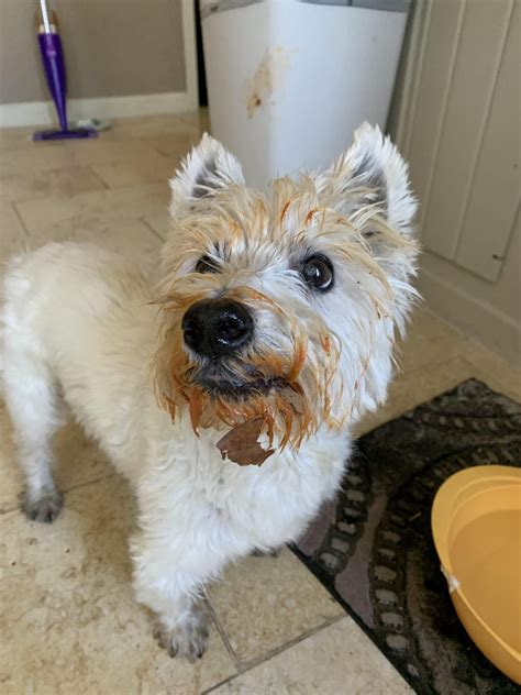 Baileys Favourite Thing In The World Is Grass Rwesties