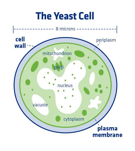 What Is The Composition Of Yeast Cell Walls At Nicole Webber Blog