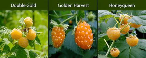Selecting Raspberry For Your Farm Or Garden