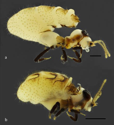 Thyreoxenus Alakazam Sp Nov Habitus Lateral A Holotype Female B