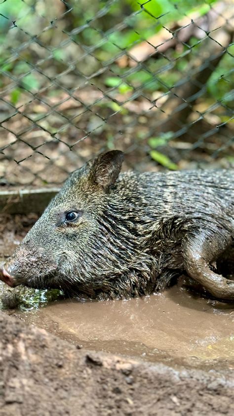 Peccaries Habitats