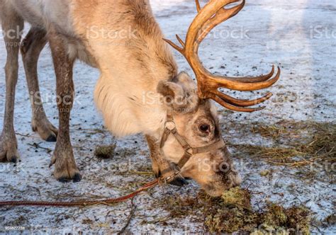 북부 사슴 이끼입니다 순 록 이끼를 대단히 좋아한다 모스는 눈에 있다 순 록의 머리에 뿔이 있다 교미에 대한 스톡 사진 및 기타 이미지 Istock