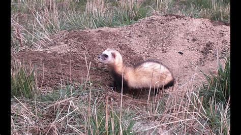 The Story Of Steppe Polecats Mating Part 1 Female Youtube