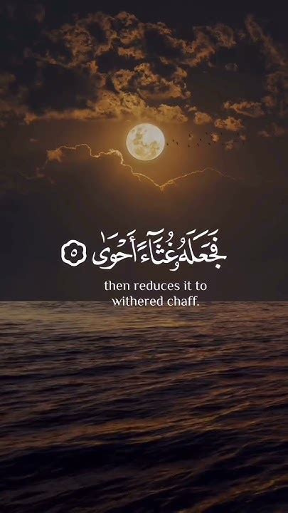 آيات بينات من الذكر الحكيم القارئ عبد الرحمن مسعد قراءة خاشعة مؤثرة 🥺