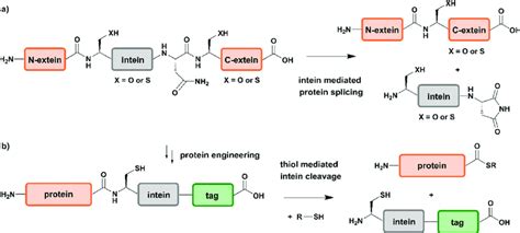 Intein Mediated Protein Splicing And Generation Of Protein Thioesters