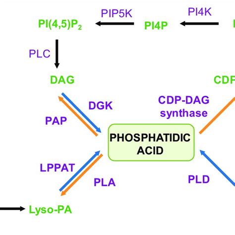 Schematic Representation For Biochemical Pathways For The Synthesis