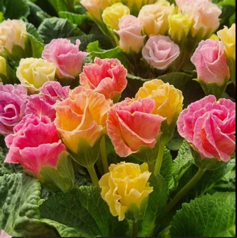 Английско мушкато Оранжерия за цветя Катя гр Кнежа Facebook