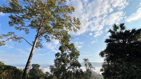 ทะเลหมอกเช้านี้ ที่ดอยม่อนเงาะคะ 02 01 68 🌻🌱🌻🌱 ใจฟู สวยตะโกน ดอยม่อนเงาะ Ak Homestay โฮม