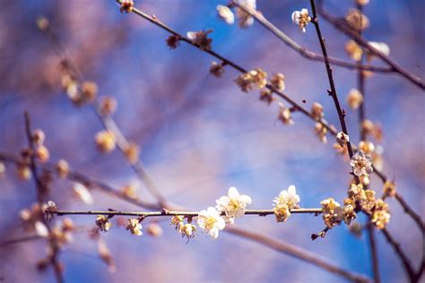 보라색 파스텔 꽃 꽃 부드러운 자연 꽃 흐린 배경 빈티지 복고풍 로맨스 매화 식물 꽃 봄 시즌 흐릿한 벚꽃 꽃잎은 아름다운 정원에 심습니다 배경 템플릿 0명에 대한 스톡
