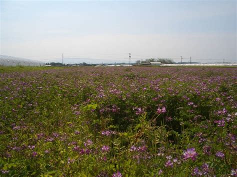 Yahooオークション 熊本県産有機栽培七城米 令和6年産 玄米24㎏ヒ