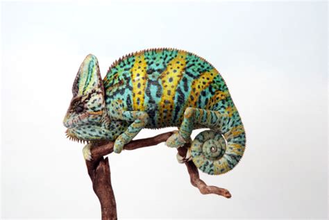 Imágenes De Chameleo Calyptratus Descarga Imágenes Gratuitas En Unsplash