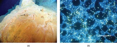 Prokaryotic Diversity Boundless Biology