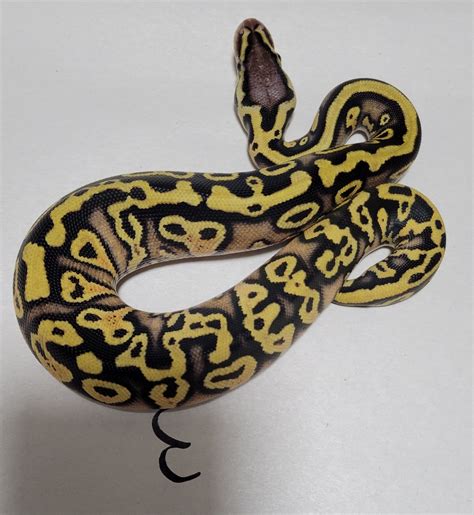 Looking For Id Help For Clutch Ball Pythons Morphmarket Reptile