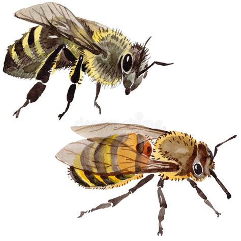 L Abeille D Aquarelle Gaffent L Ensemble D Abeille Et De Nid D