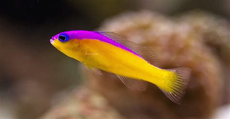 10 peixes resistentes para se ter em aquários Mundo Inverso