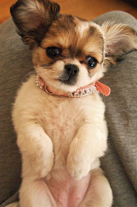 Shih Chihuahua