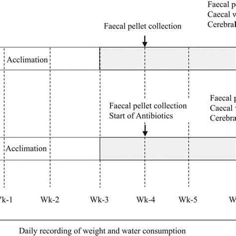 Schematic Figure Illustrating The Timeline Of The Experimental Protocol Download Scientific