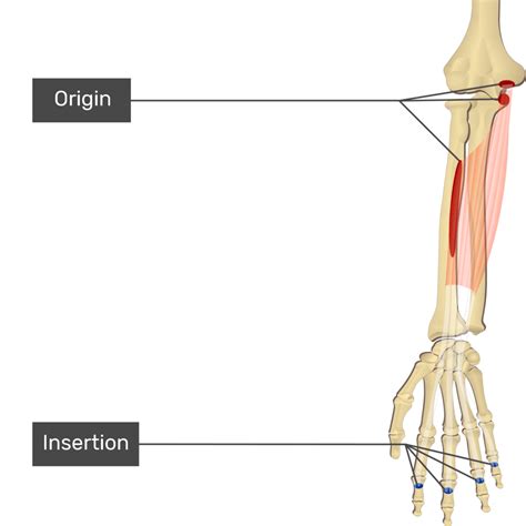 Flexor Digitorum Longus Origin And Insertion Google