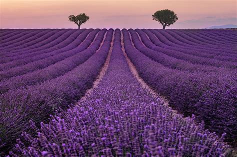 프랑스 남부 발랑솔 99유로로 액상프로방스에서 라벤더 투어 예약하기 프랑스 관광청 네이버 블로그