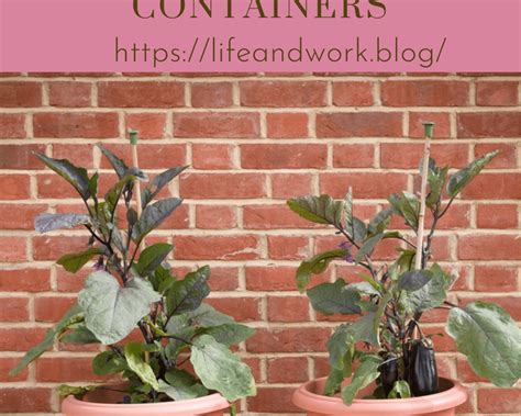 How To Grow Eggplant In Containers