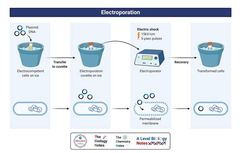 Microbe Notes Bacterial Electroporation Transformation Facebook