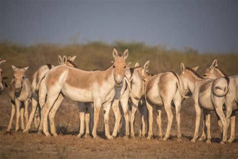 Donkeys Pakistan Economic Survey Reveals Pakistan Donkey Population
