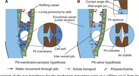 [pdf] Structures Of Bordered Pits Potentially Contributing To Isolation Of A Refilled Vessel