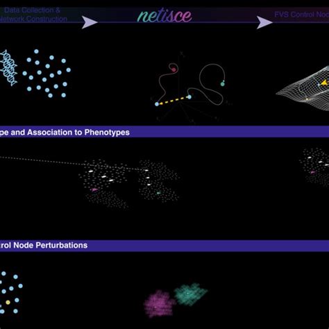 Cell Fate Specification In Ascidian Embryo Model A Gene Regulatory Download Scientific Diagram