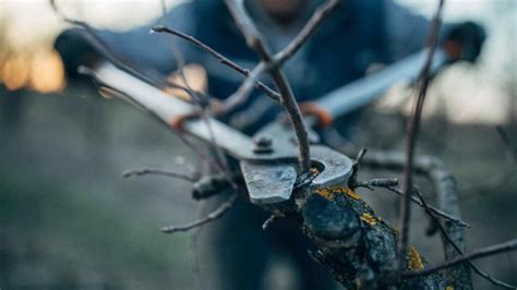 The Benefits Of Tree Removal Vs Tree Pruning
