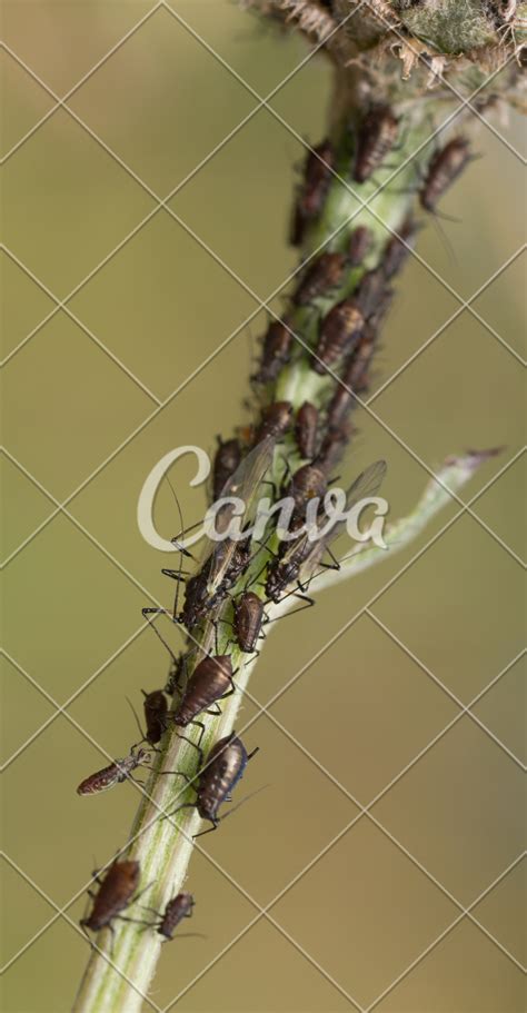 Many Aphids On Stem Photos By Canva