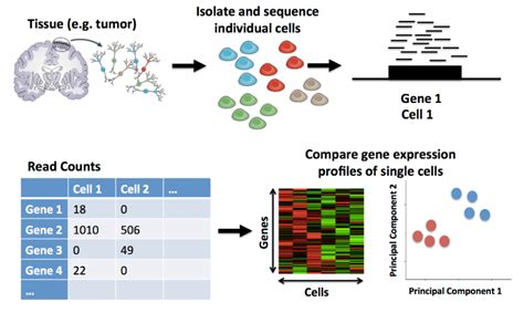 单细胞转录组测序技术scrna Seq及细胞分离技术分类汇总 Aipufu 博客园