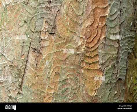 Attractive Bark Pattern And Colours On A Tree Trunk For Background And