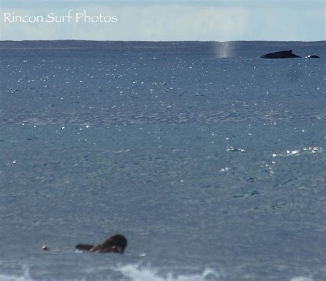 Ballenas jorobadas llegan a las costas de Puerto Rico El Nuevo Día