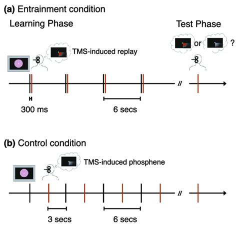 Procedure Of Experiment 1 The Vertical Black Lines Represent