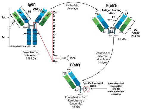 Avastin Structure