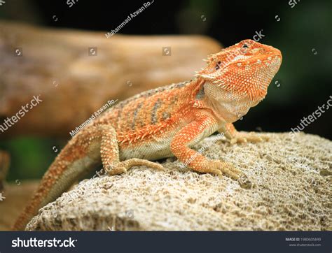 Dragon Sex Images Stock Photos Vectors Shutterstock