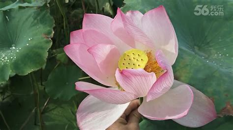 Find Netferend Tulu