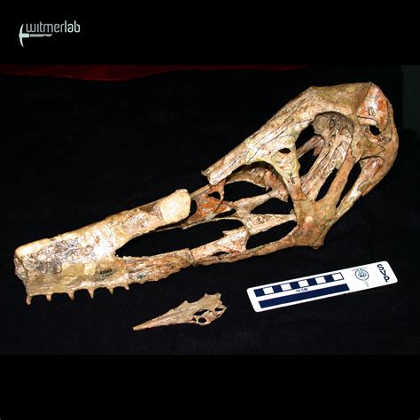 Witmerlab On Twitter Fossilfriday Had To Dig Out Some Old Data On