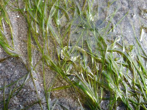 Seagrass Beds Solway Coast And Marine Project Scamp