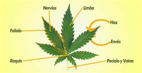 Hojas De Marihuana Tipos Formas Y Síntomas