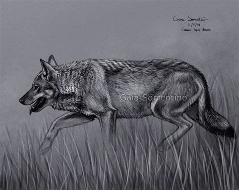 Wolf Sketch