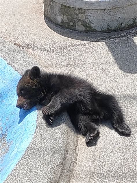 マレせん On Twitter ウメキチ先生もカワイイけれど、ヒグマの子グマの可愛さはヤバい位だった😆 マレーグマの子グマだったらどれだけ